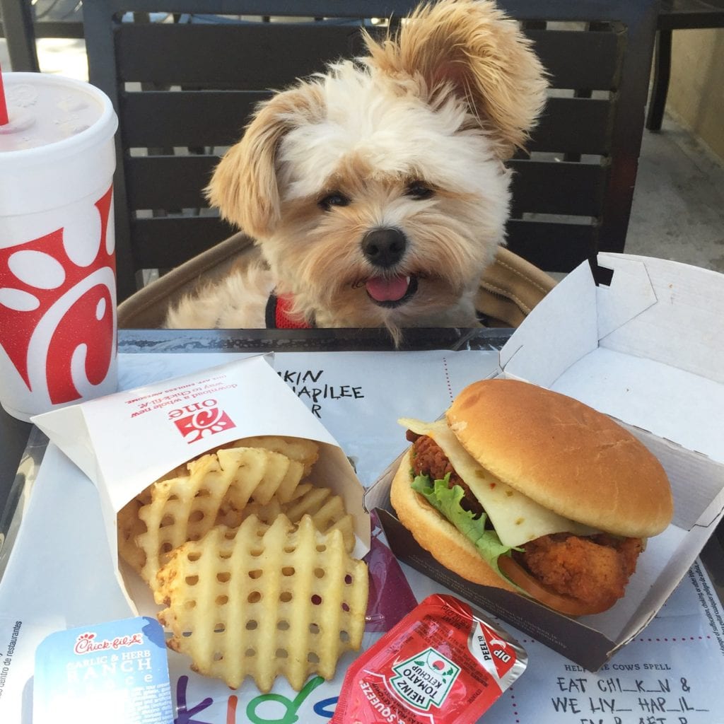10 popular restaurants with secret doggie menus for your pup