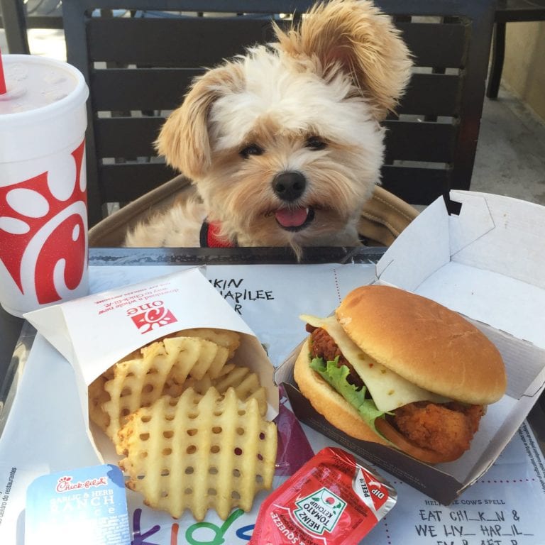 10 popular restaurants with secret doggie menus for your pup