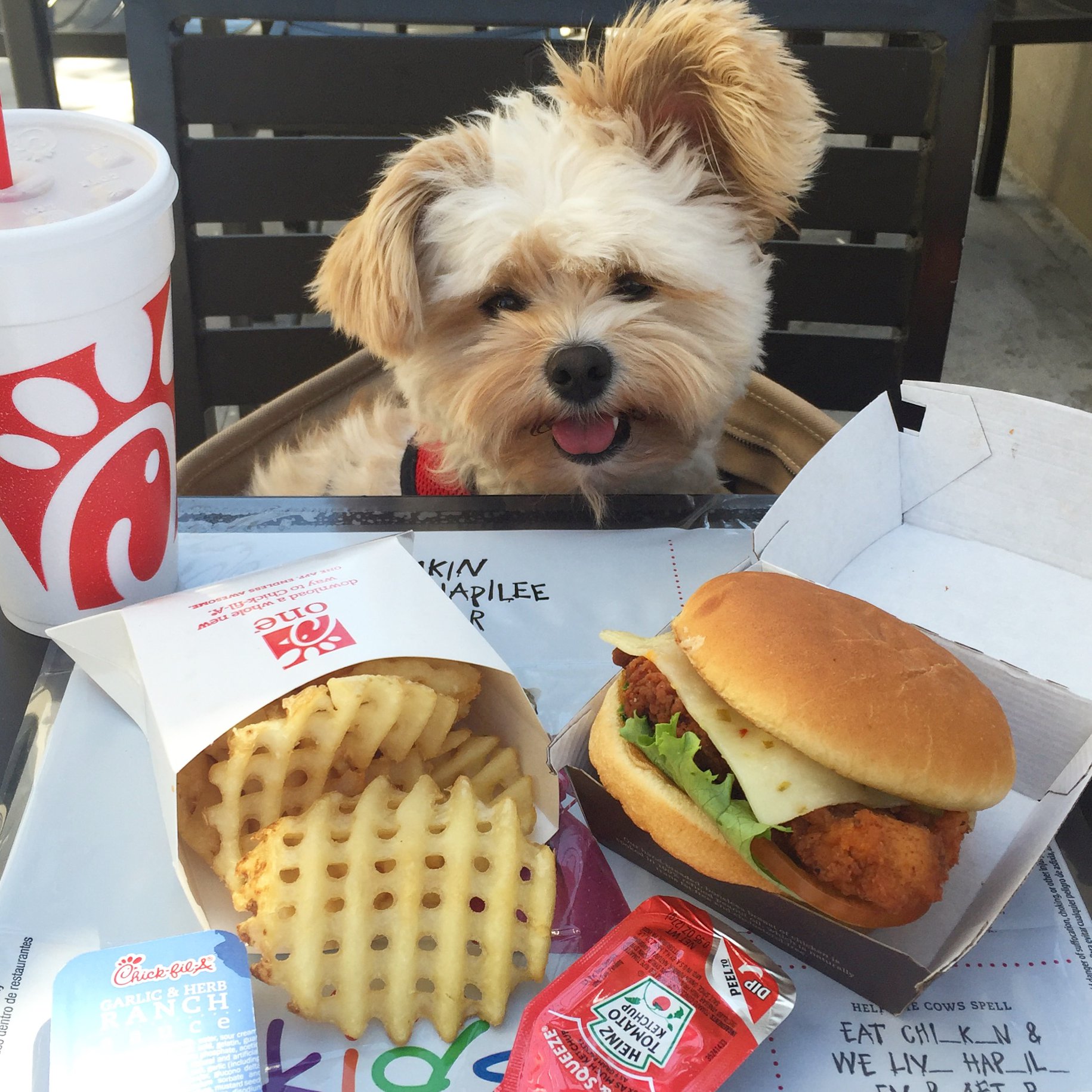 10 popular restaurants with secret doggie menus for your pup