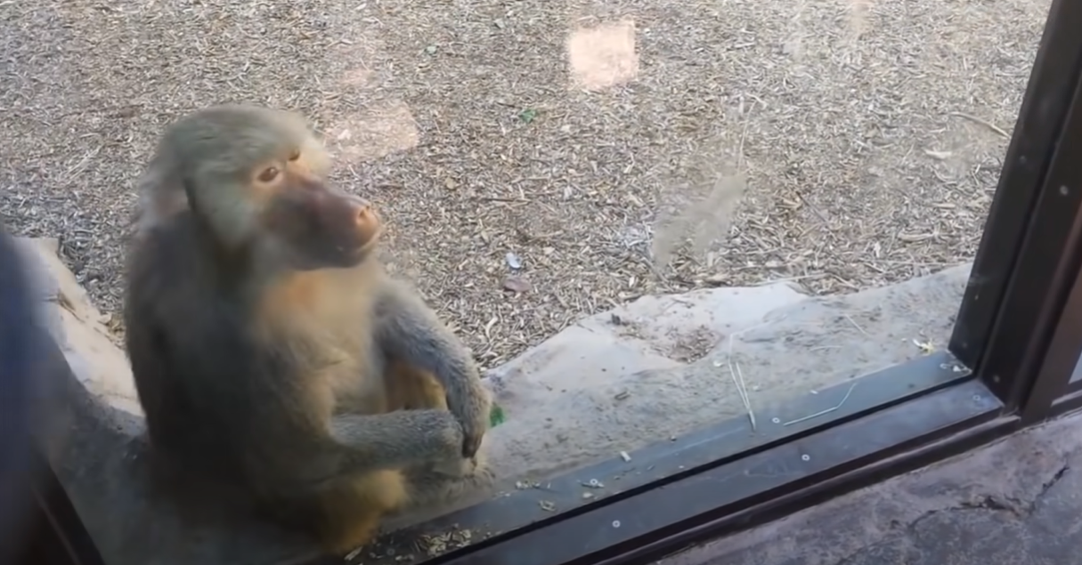 Monkeys sees magic trick and earn 66M views for their hilarious reactions