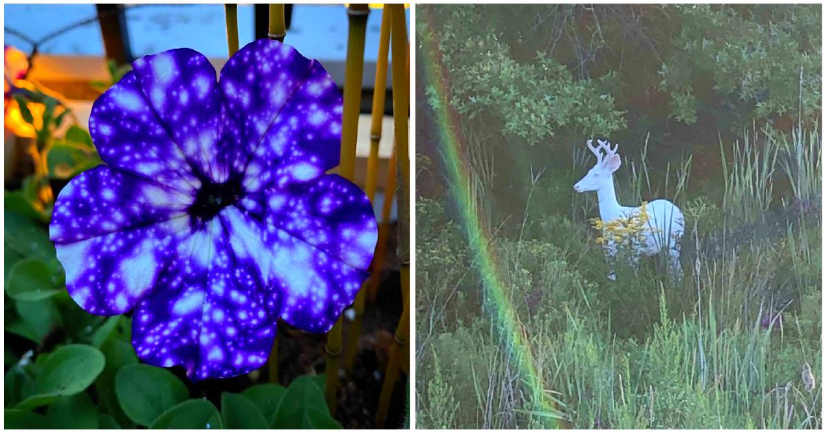 50 incredible sights found in nature that show how awesome our world is