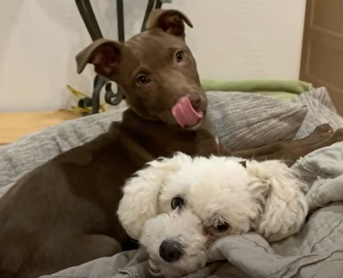 Shelter puppy smiles at everyone passing by, hoping someone will take ...