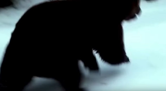 Bear runs up to attack but man scares him instead