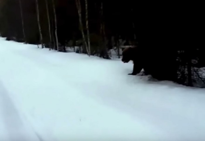 Bear runs up to attack but man scares him instead