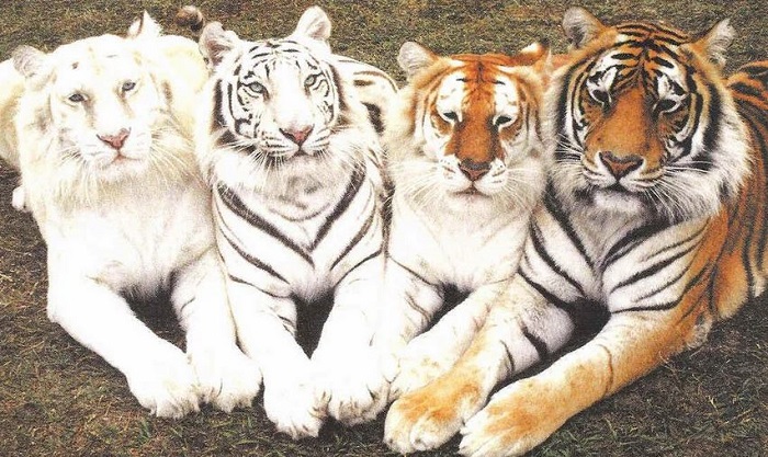 30 Animals with unique colors that make them stand apart from others