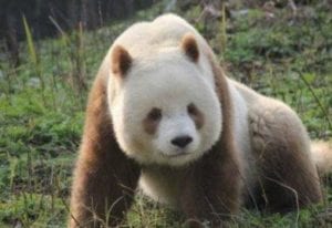 30 Animals with unique colors that make them stand apart from others