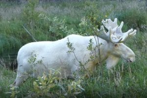 30 Animals with unique colors that make them stand apart from others