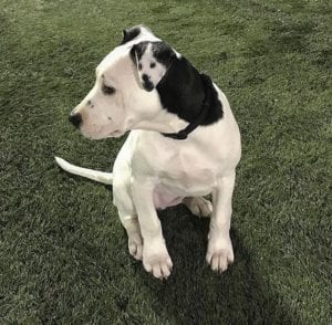 30 Animals with unique colors that make them stand apart from others