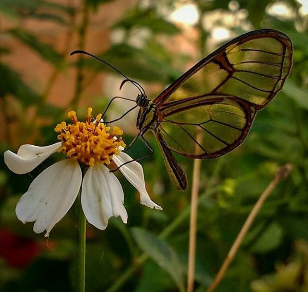 30 Animals with unique colors that make them stand apart from others