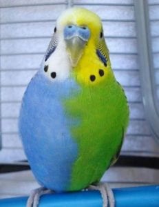 30 Animals with unique colors that make them stand apart from others