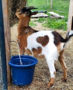 30 Animals with unique colors that make them stand apart from others