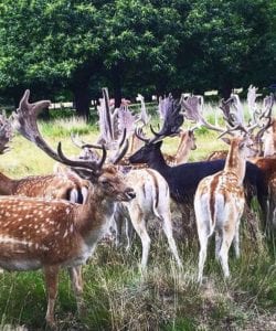 30 Animals with unique colors that make them stand apart from others