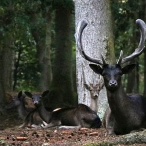 30 Animals with unique colors that make them stand apart from others