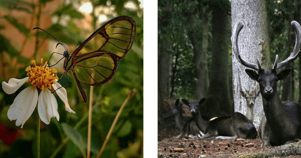 30 Animals with unique colors that make them stand apart from others