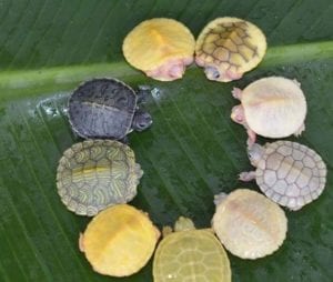 30 Animals with unique colors that make them stand apart from others