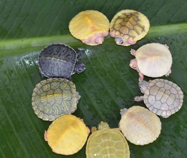 30 Animals with unique colors that make them stand apart from others