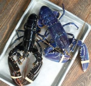 30 Animals with unique colors that make them stand apart from others