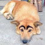 30 Animals with unique colors that make them stand apart from others