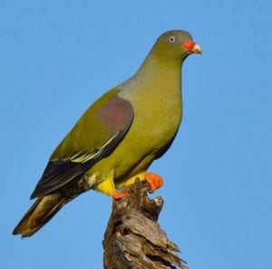 30 Animals with unique colors that make them stand apart from others