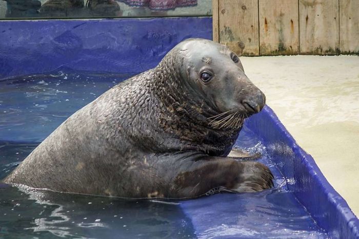 Adorable seal is so happy to celebrate his 31st birthday with a giant ...