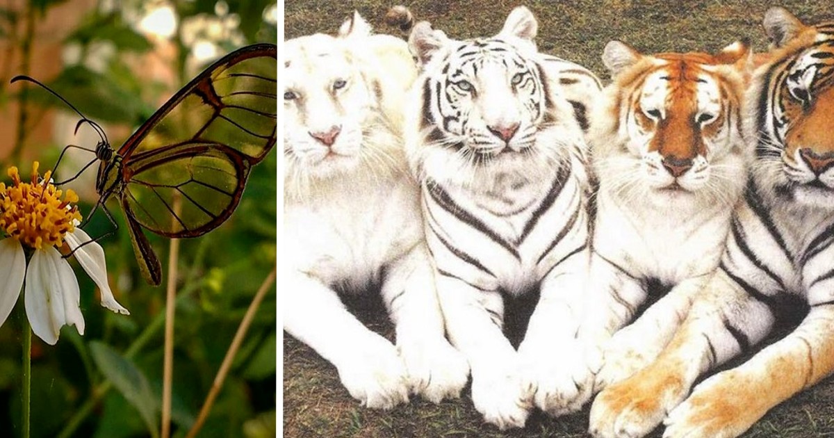 30 Animals with unique colors that make them stand apart from others