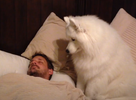 Samoyed earns 23M views for her adorable wakeup routine with her dad