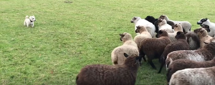 Nelson the world’s worst sheepdog hilariously fails at his job in front ...