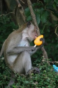 Circus monkey cries out with joy when he reunites with the human who ...