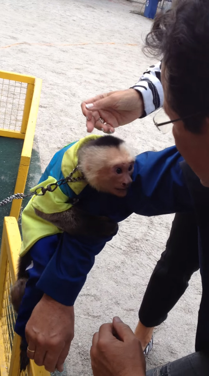 Circus monkey cries out with joy when he reunites with the human who ...