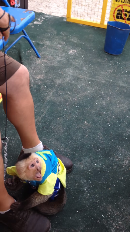 Circus monkey cries out with joy when he reunites with the human who ...