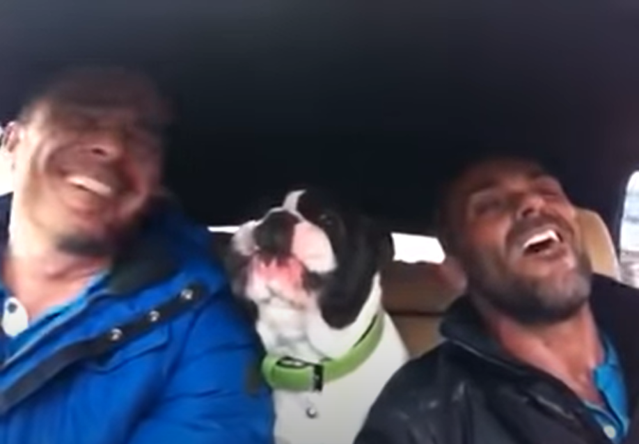 Bulldog’s owner starts singing “You Raise Me Up” and pup decides to join in