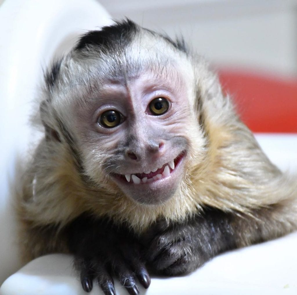 Circus monkey cries out with joy when he reunites with the human who ...