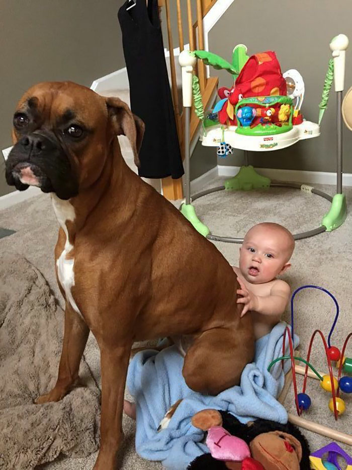 50 photos that prove Boxers are the weirdest and most adorable dogs in ...