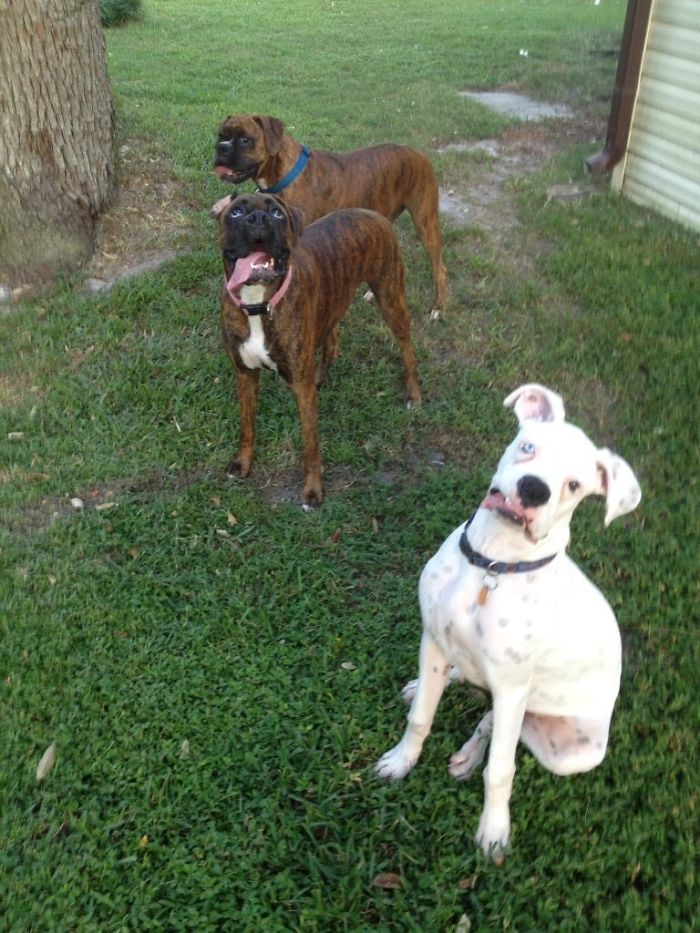 50 photos that prove Boxers are the weirdest and most adorable dogs in ...