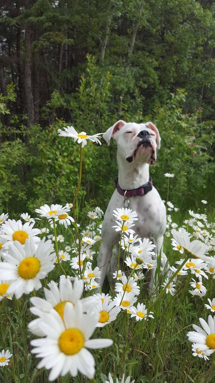 50 photos that prove Boxers are the weirdest and most adorable dogs in ...