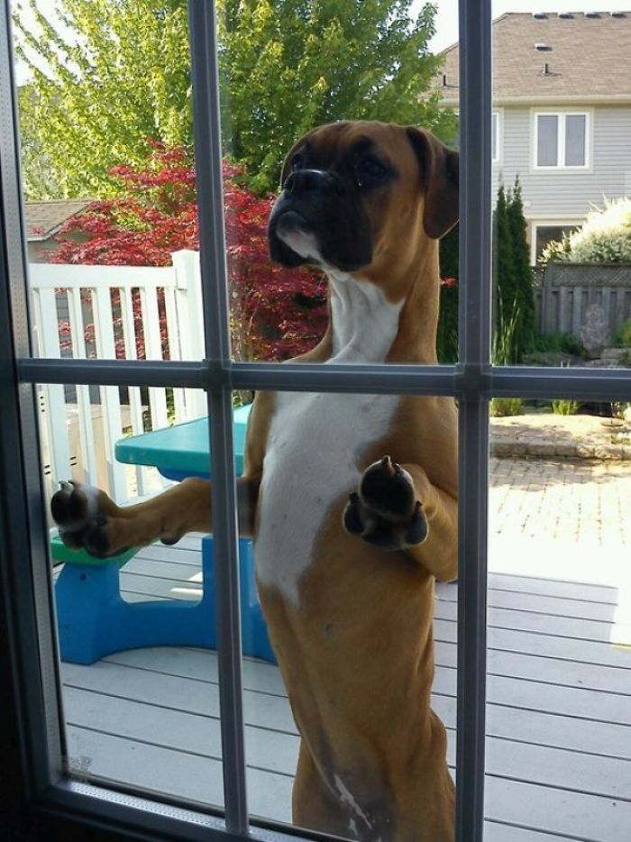 50 photos that prove Boxers are the weirdest and most adorable dogs in ...