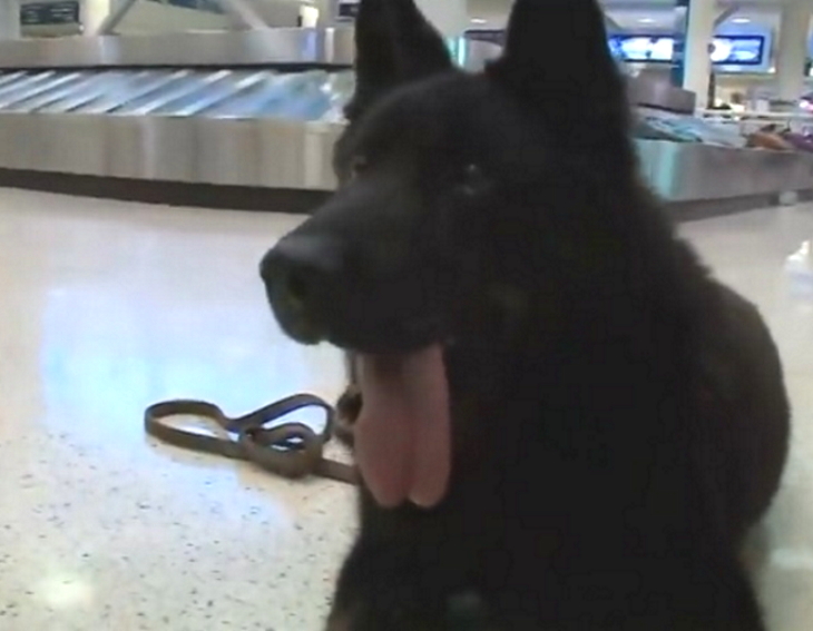 Marine’s high pitched screams make heads turn when he’s reunited with ...