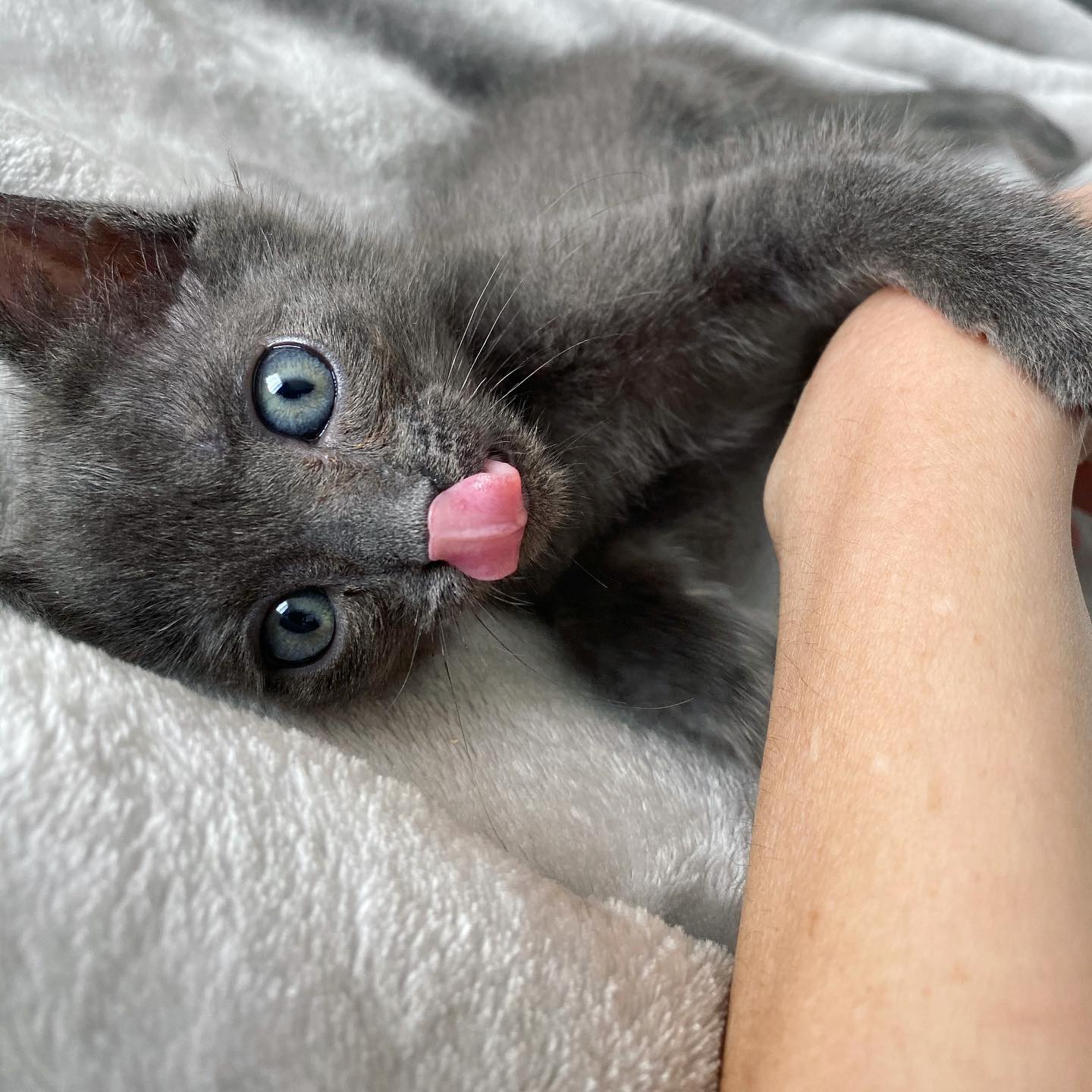 Tiny three-pawed rescue kitten refuses to let go of woman who saved her ...