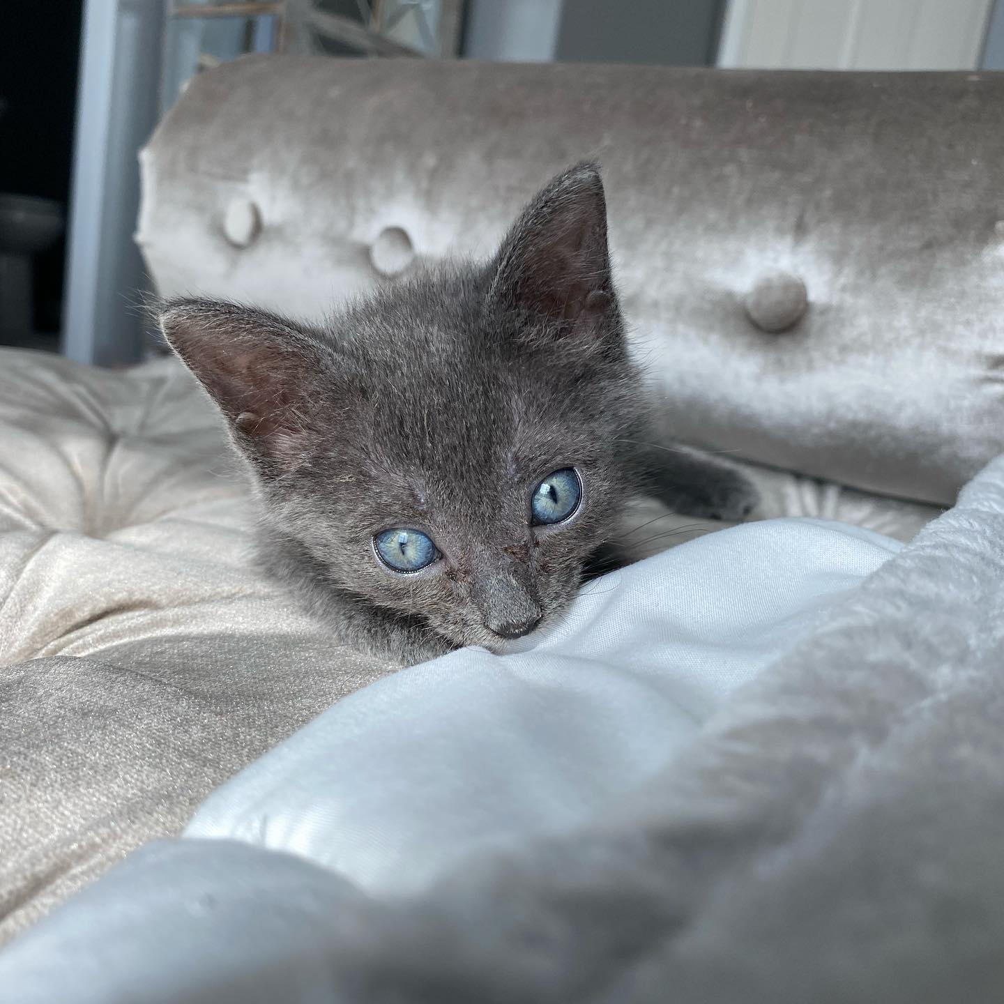 Tiny three-pawed rescue kitten refuses to let go of woman who saved her ...