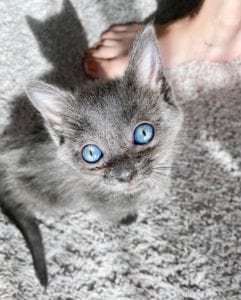 Tiny three-pawed rescue kitten refuses to let go of woman who saved her ...