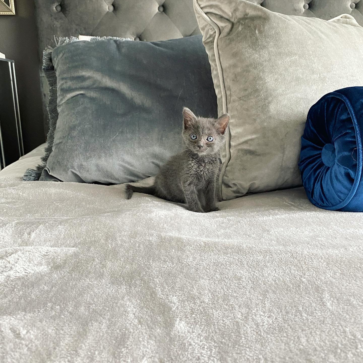 Tiny three-pawed rescue kitten refuses to let go of woman who saved her ...