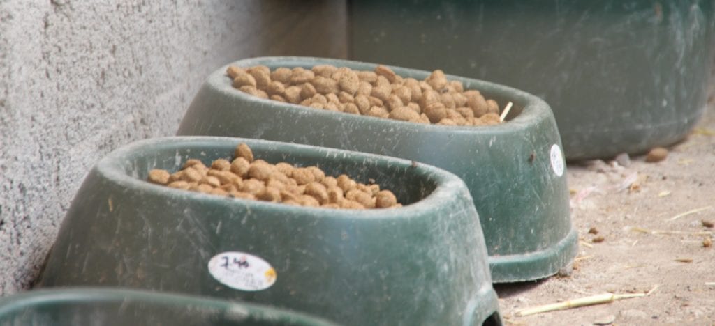 Puppy drags her new blanket outside to share with freezing homeless dog