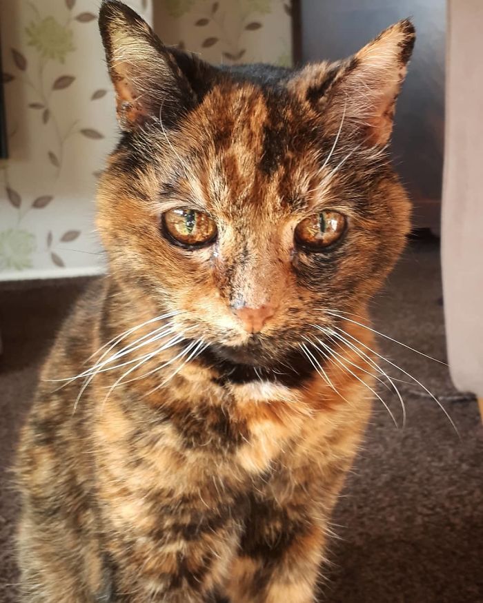 50 touching pics of senior cats living their best life