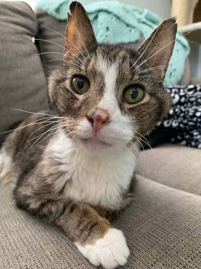 50 touching pics of senior cats living their best life