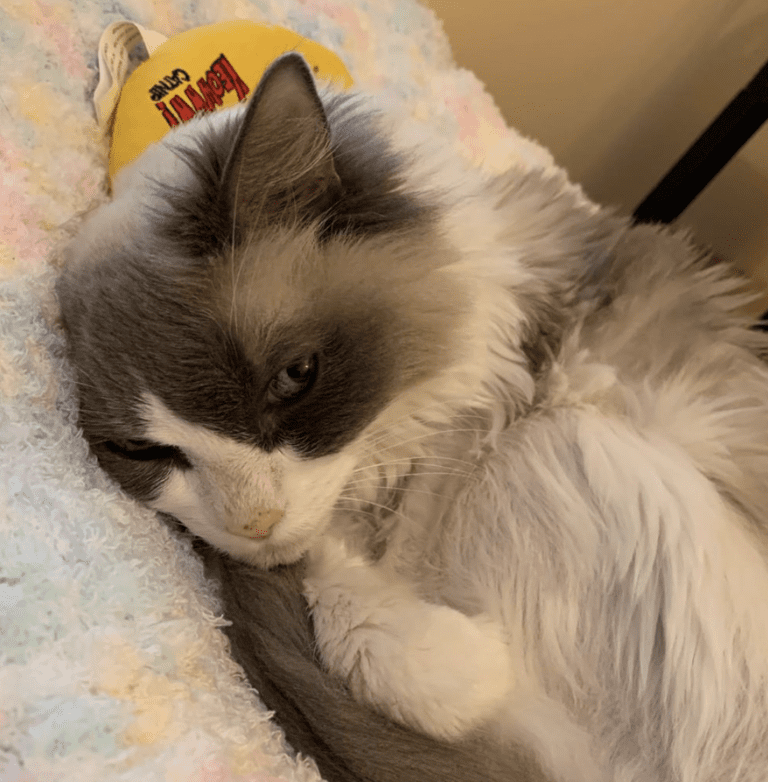 50 touching pics of senior cats living their best life