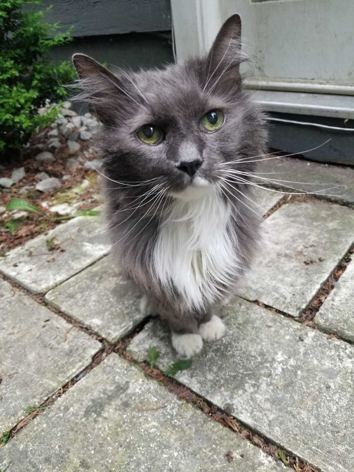 50 touching pics of senior cats living their best life