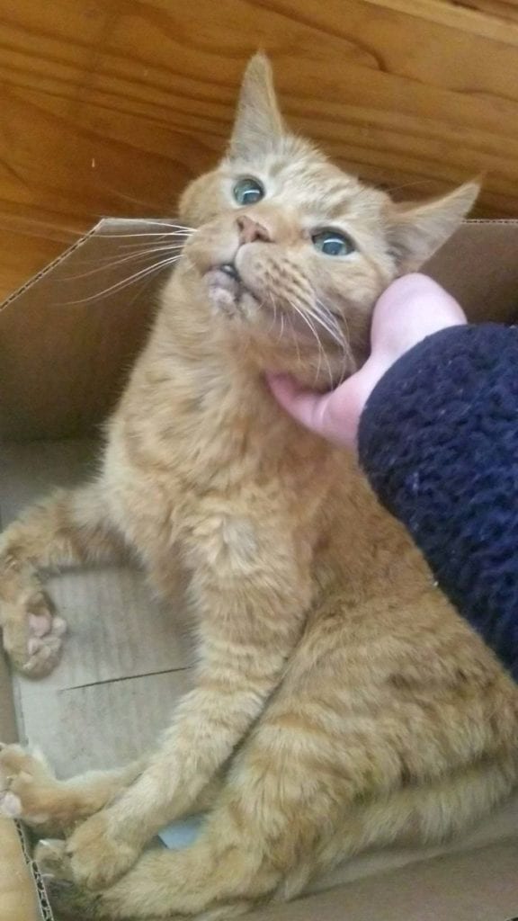 50 touching pics of senior cats living their best life