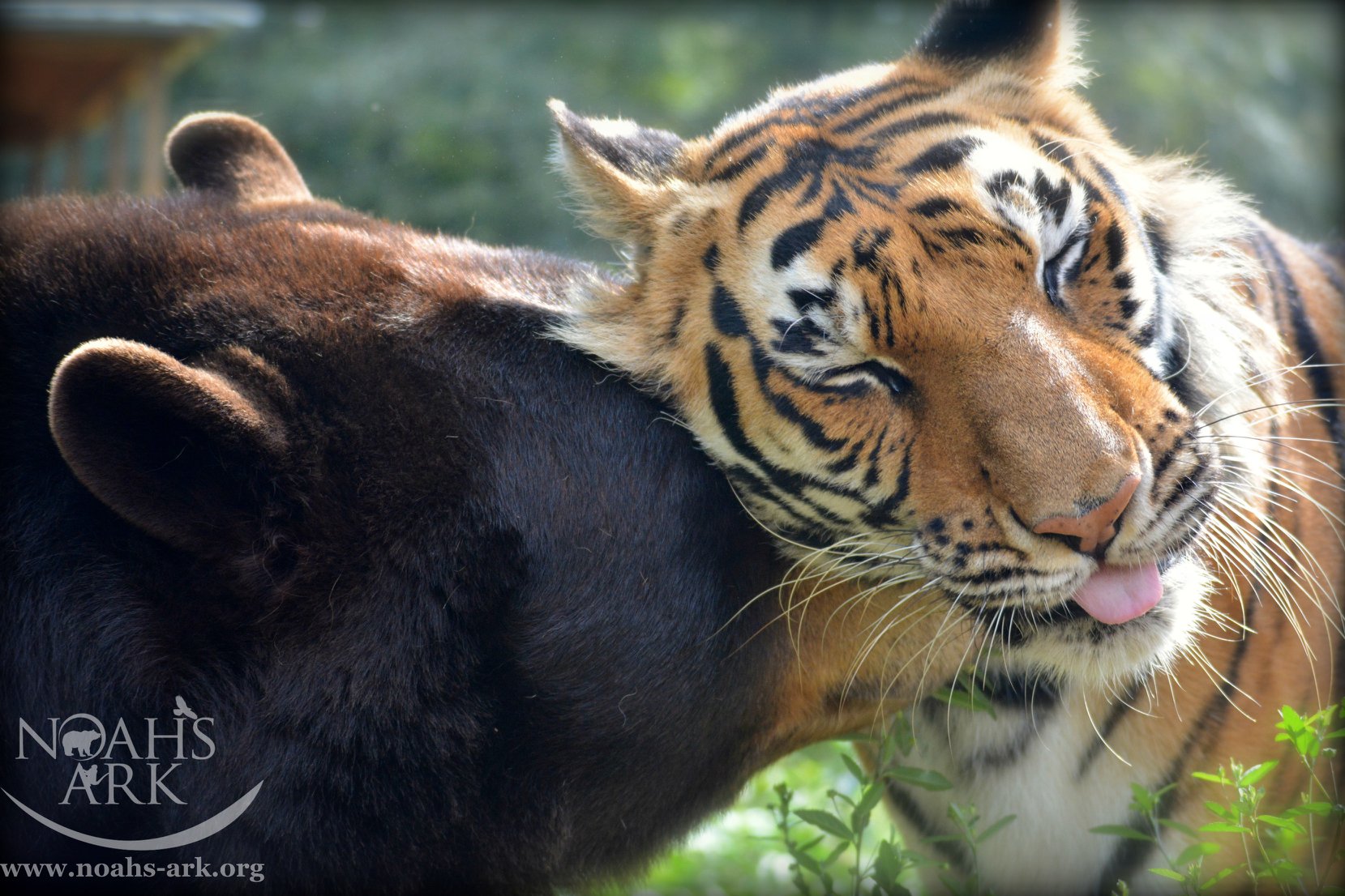 Lion, tiger, and bear were rescued together as cubs—15 years later ...