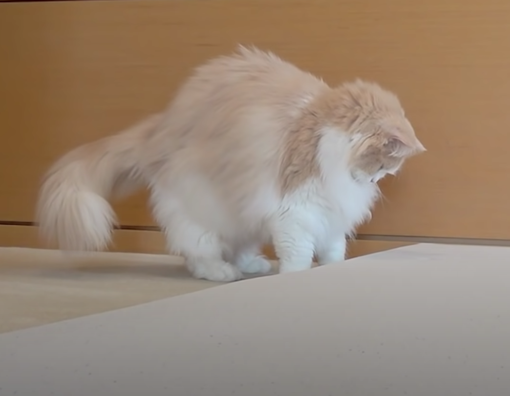 Cat earns 36M views for his hilarious reaction to memory foam