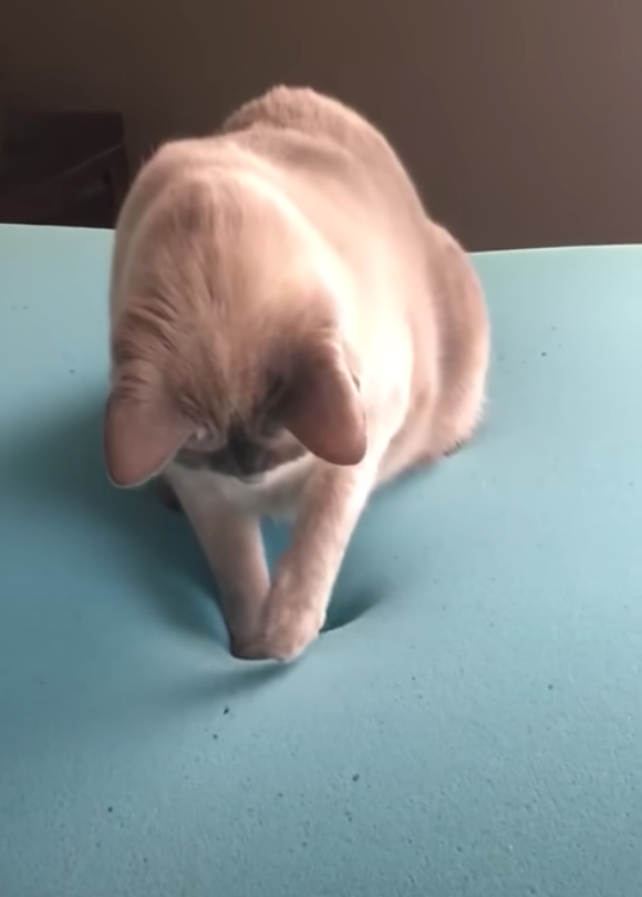 Cat earns 36M views for his hilarious reaction to memory foam